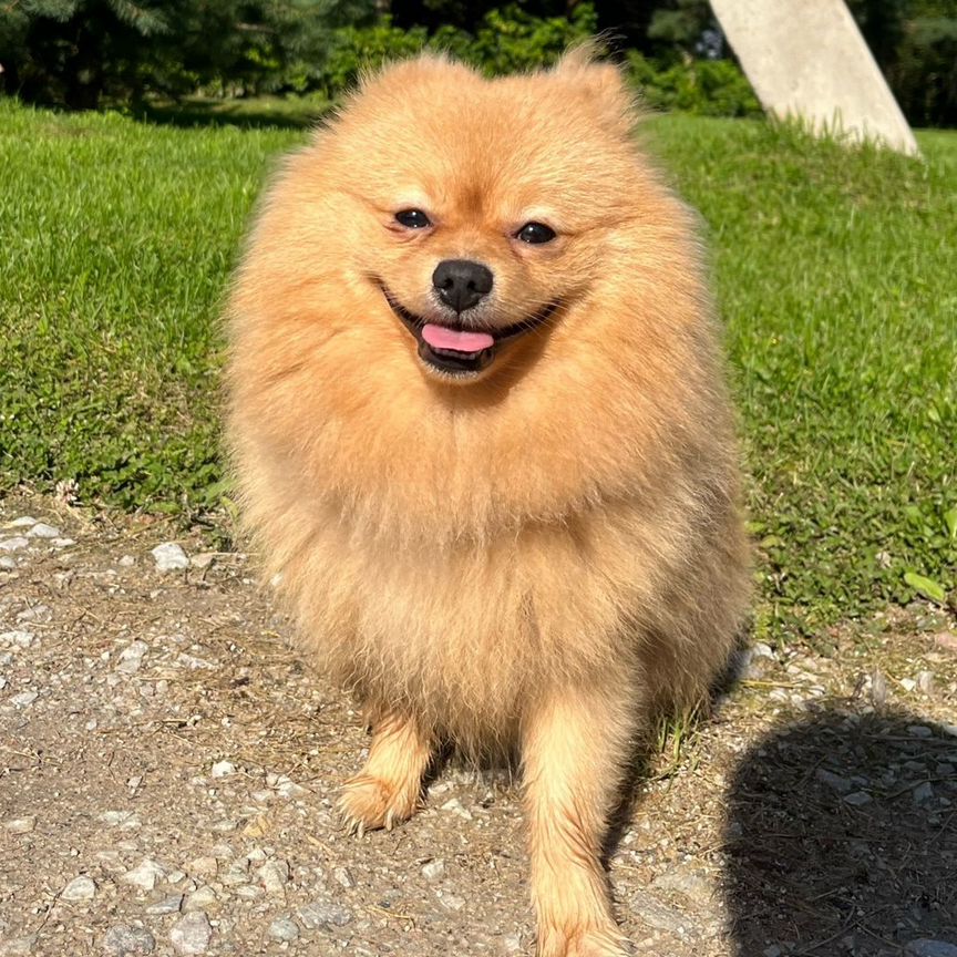 Немецкий шпиц, взрослый пёс