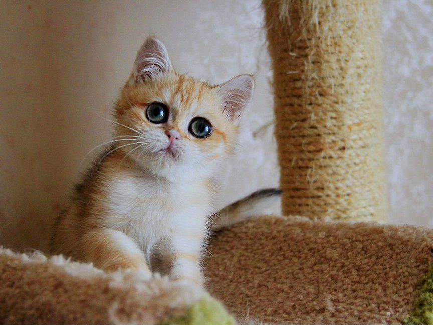 Барби - золотистая шиншилла кошечка