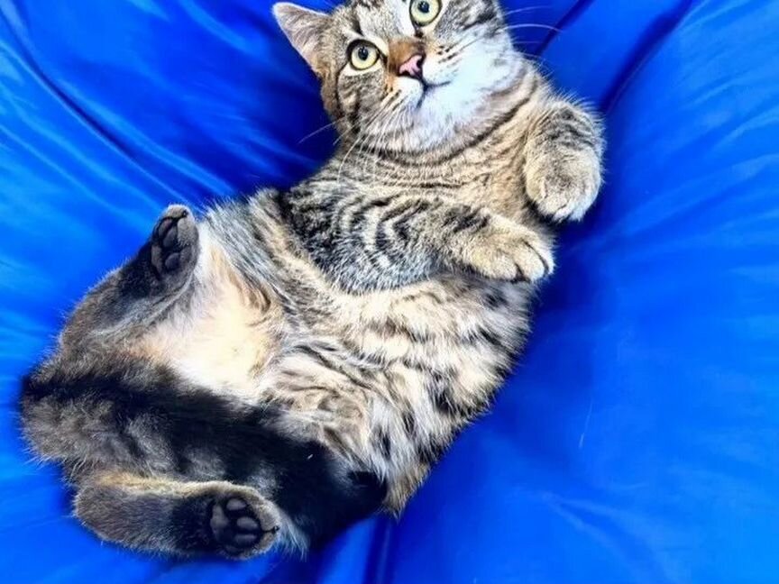 Котик в добрые руки бесплатно