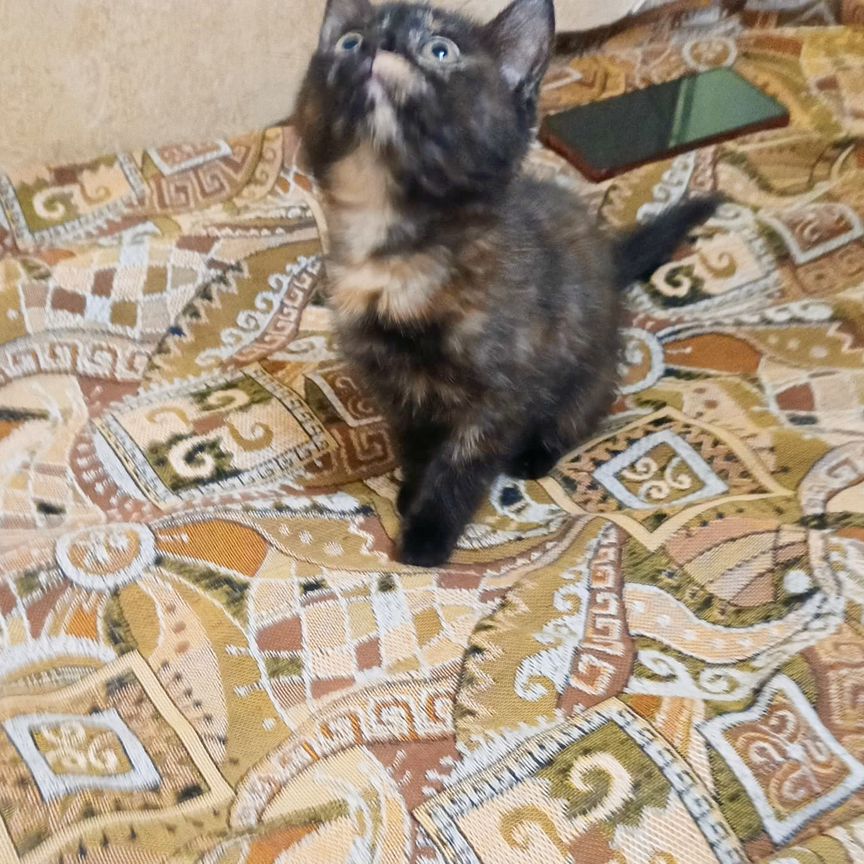 Кошечка ищет добрых хозяев