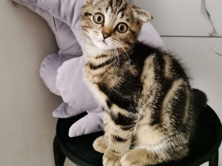 Вислоухий мраморный котенок