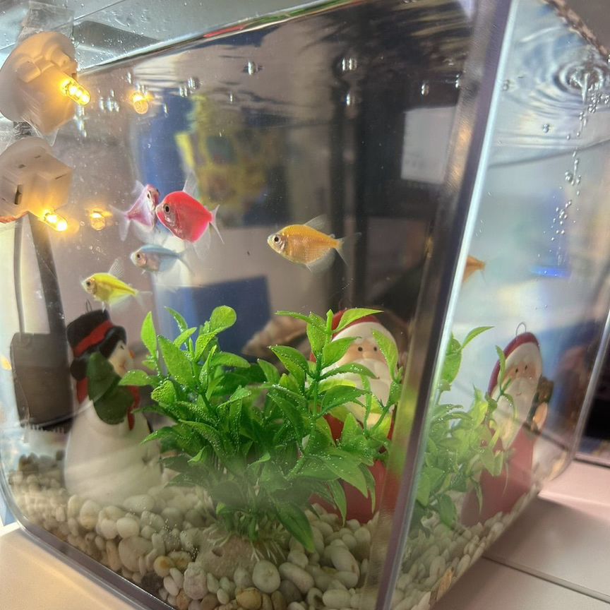Тернеция светящая glofish