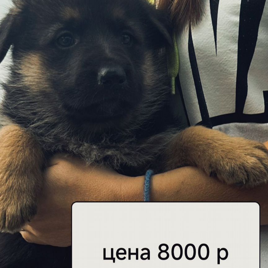 Щенок в добрые руки