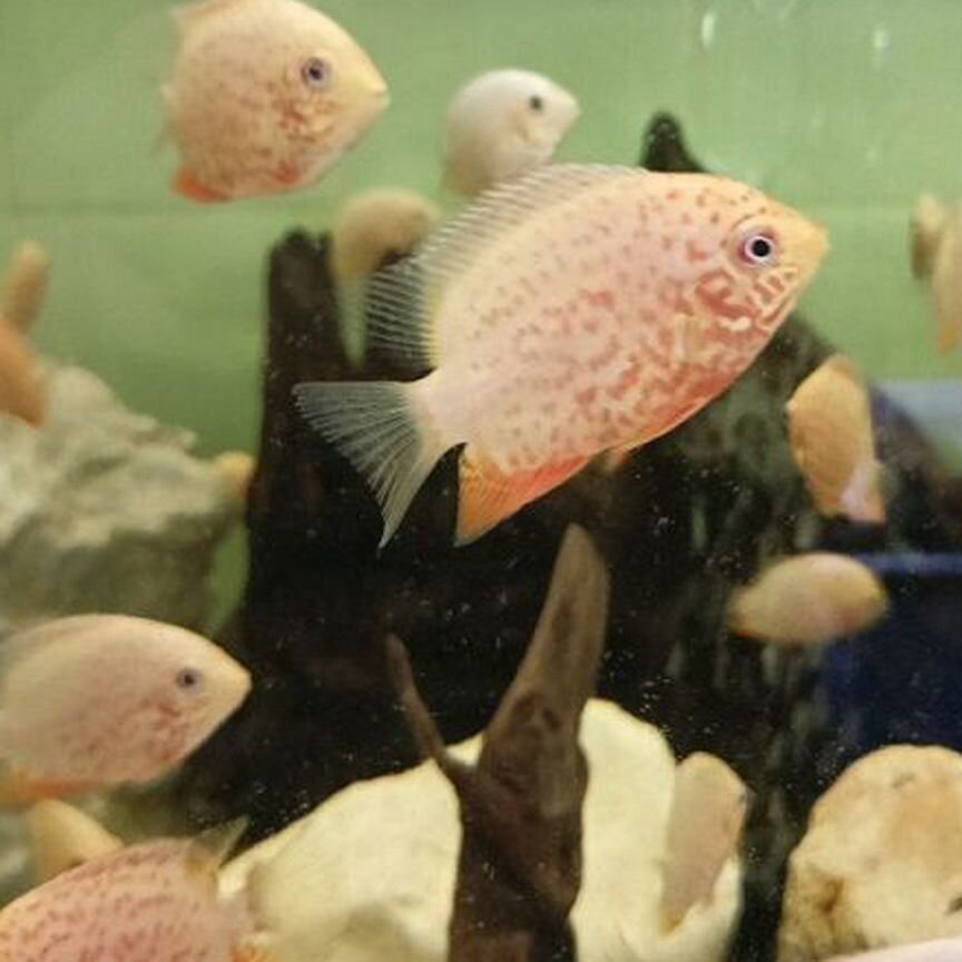 Северум Красноточечный