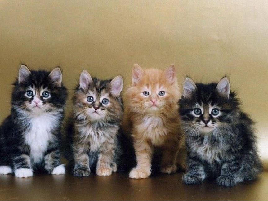 Котята норвежская лесная