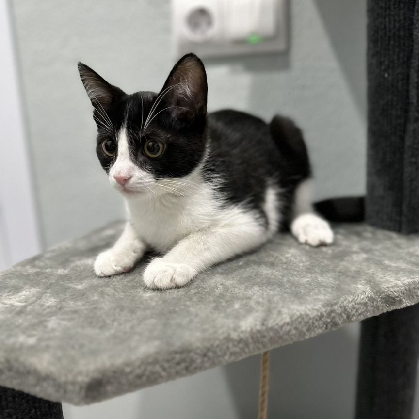 Котёнок в добрые руки