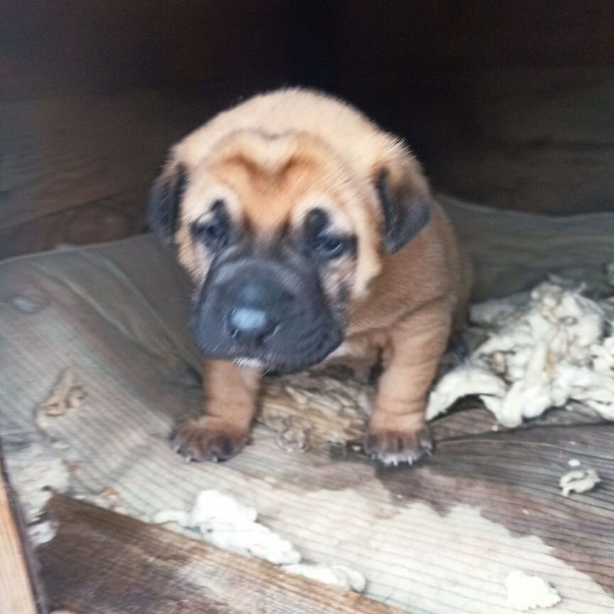 Отдам в хорошие руки щеночка девочка