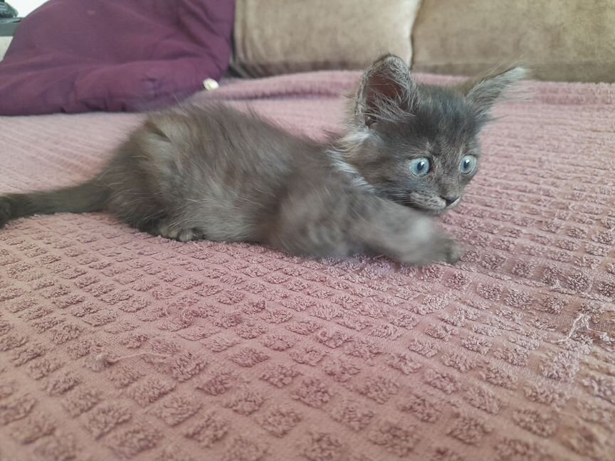 Котик