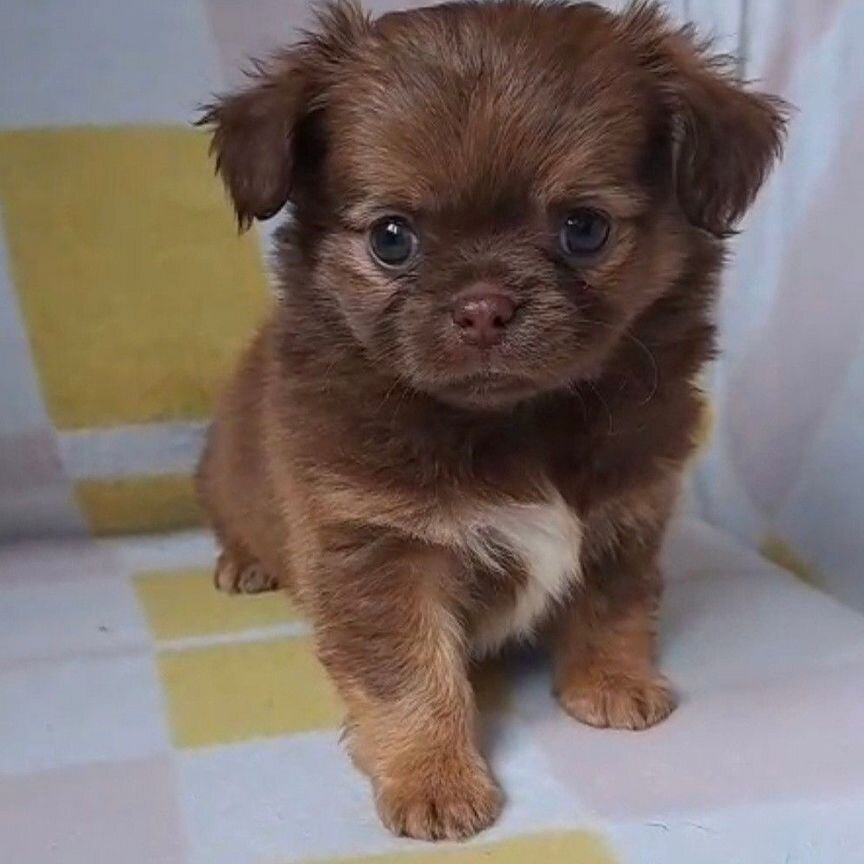 Чихуахуа, щенок