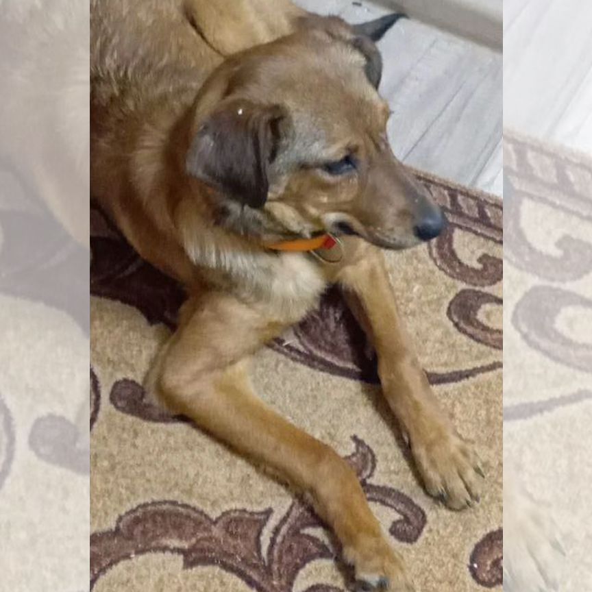 Взрослая собака в добрые руки