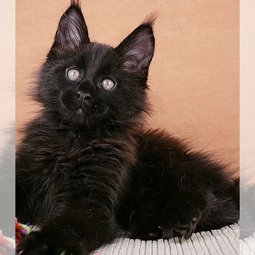 Мейн-кун котёнок