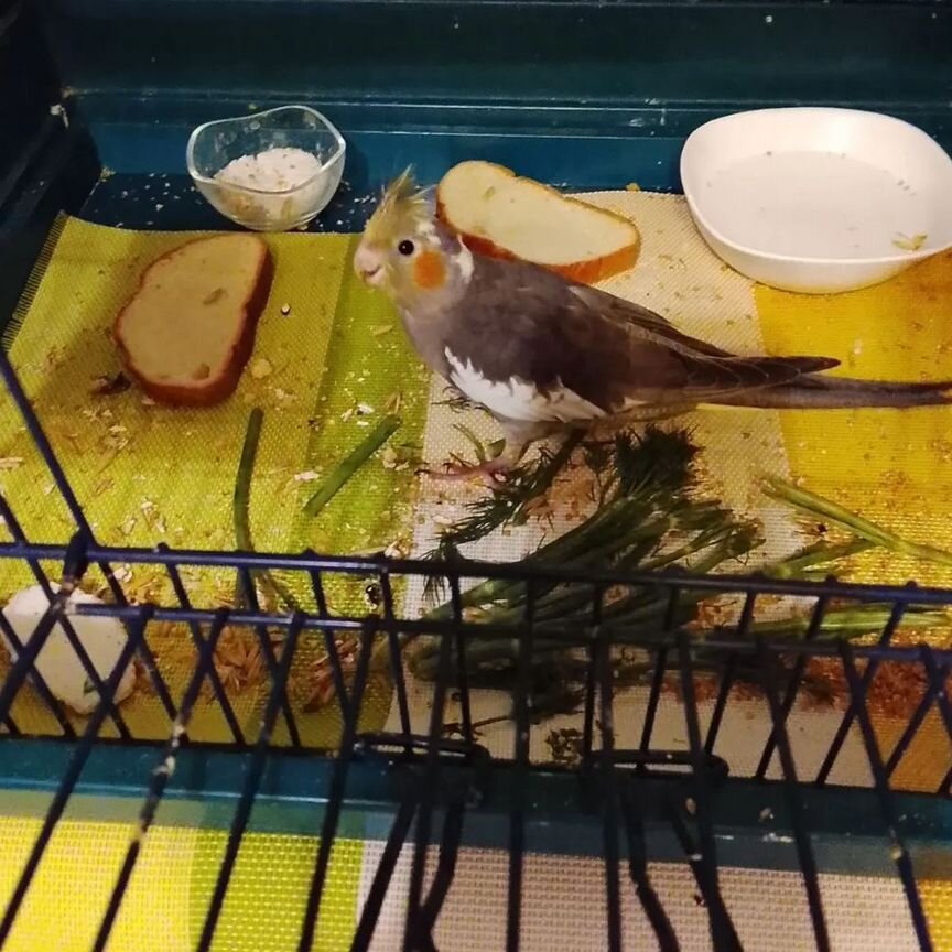 Продаётся карелла