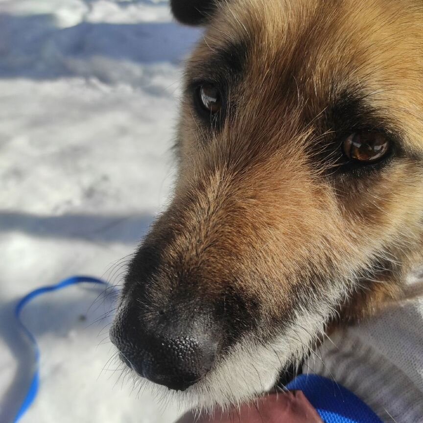 Собака в добрые руки