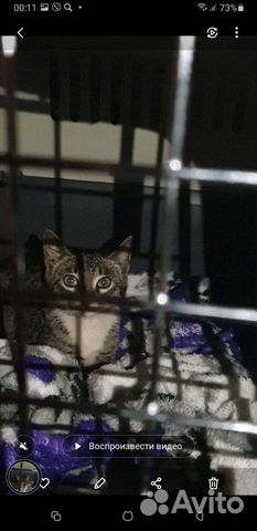 Нужна передержка для котенка