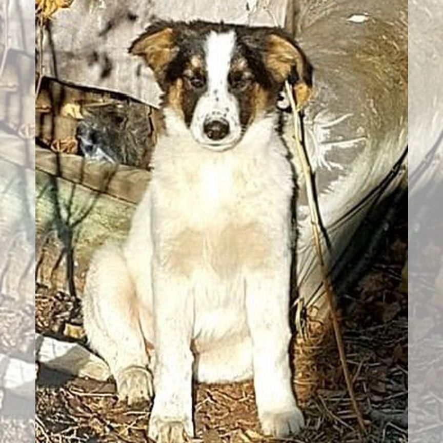 Щенок в добрые руки