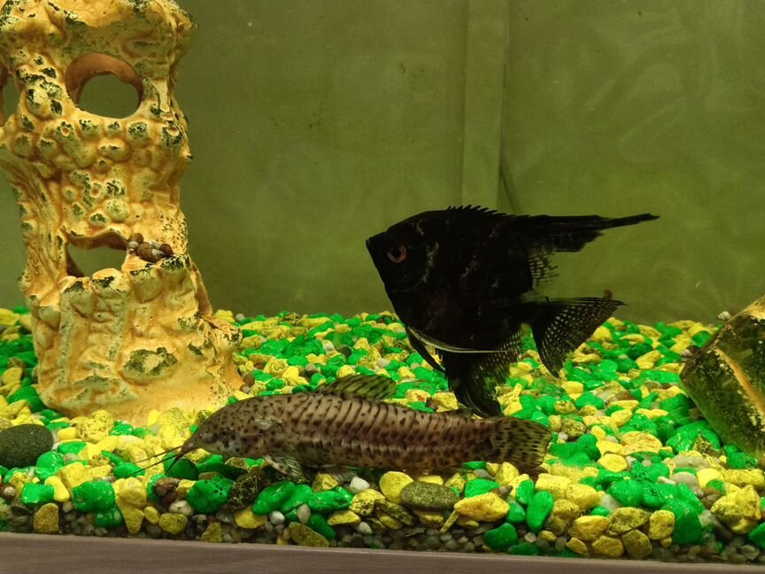 Аквариумные рыбки