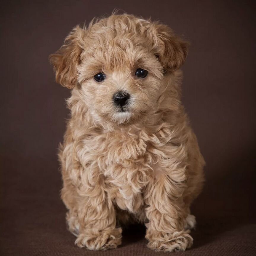 Щенки мальтипу