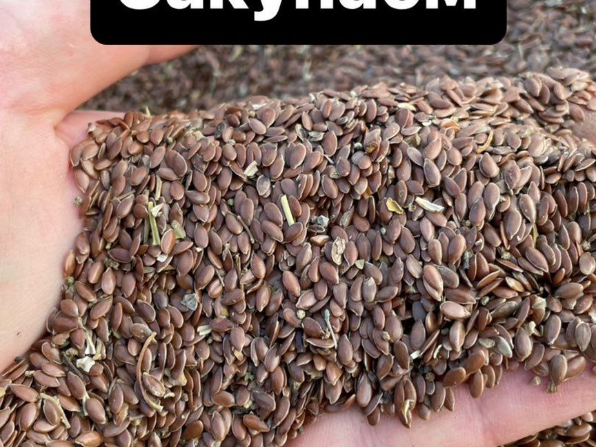 Лен масличный