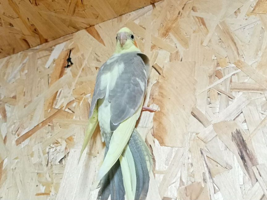 Молодые попугаи карелла