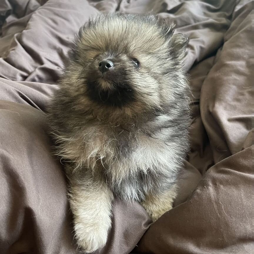 Померанский шпиц, щенок