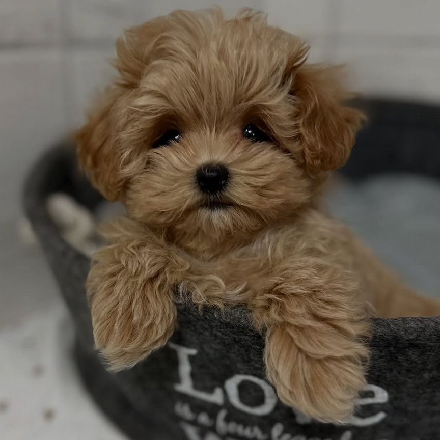 Мальтипу, щенок