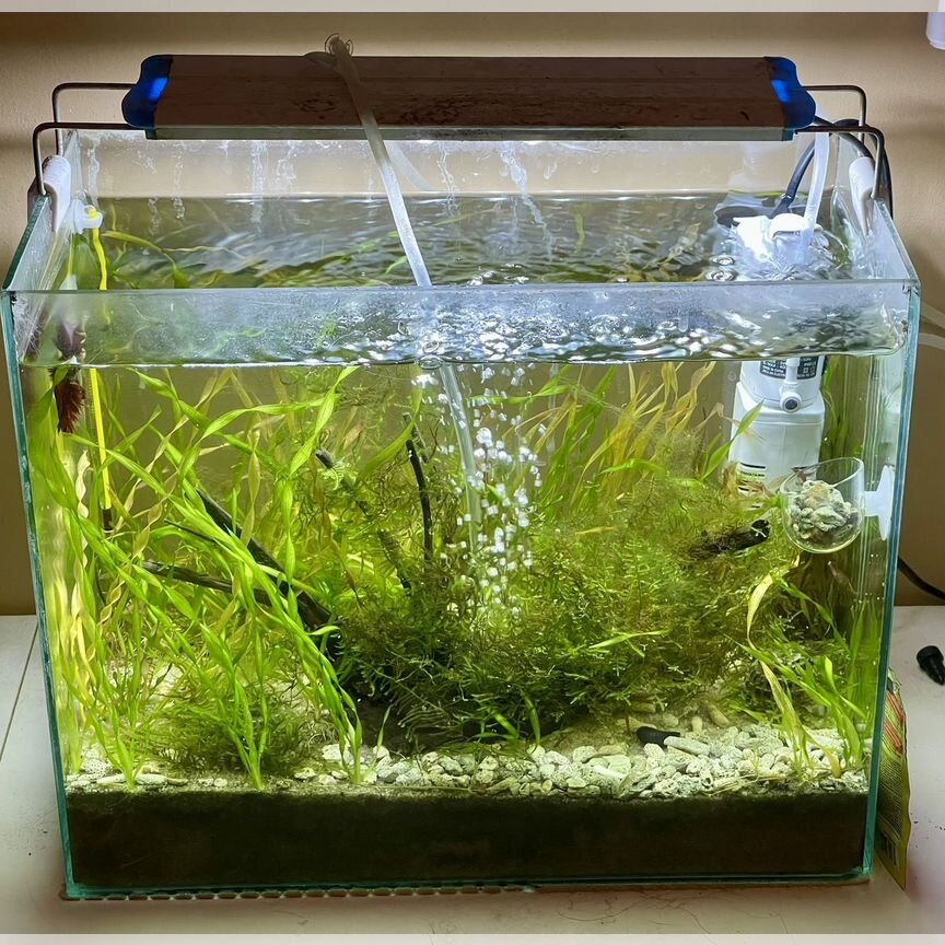Аквариум 20 литров с петушком