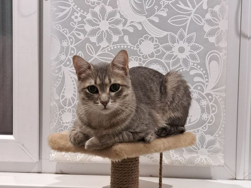 Кот Кузенька тоскует в приюте