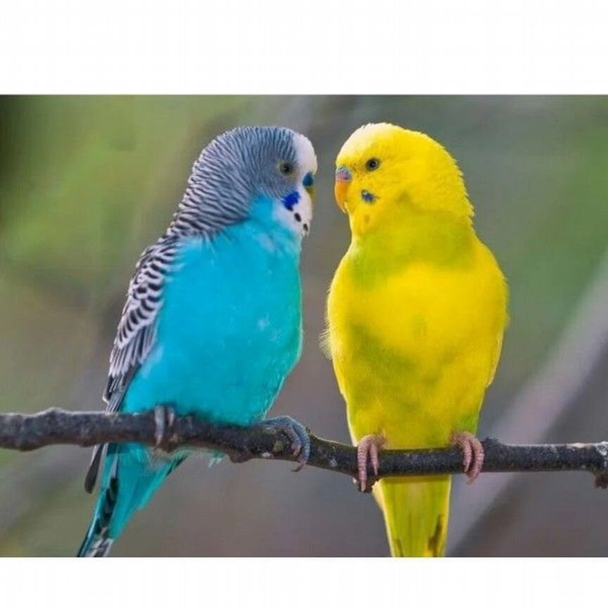 Пара больших попугаев