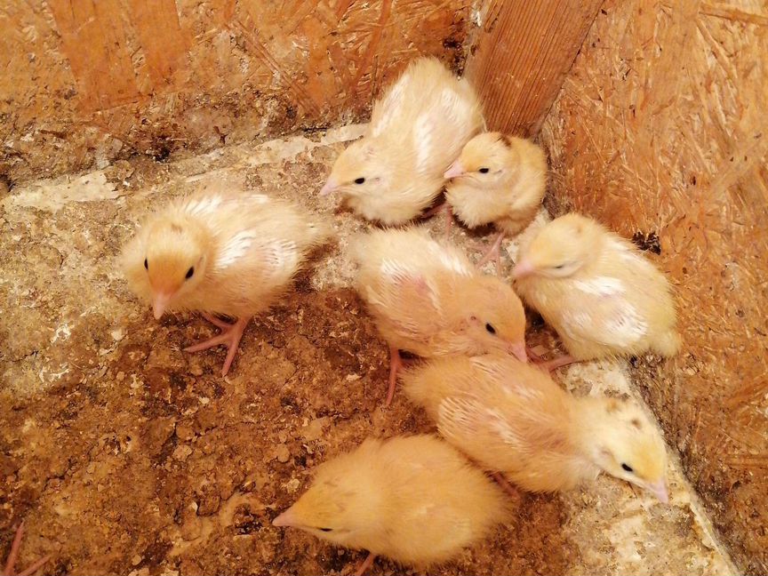 Перепелята недельные