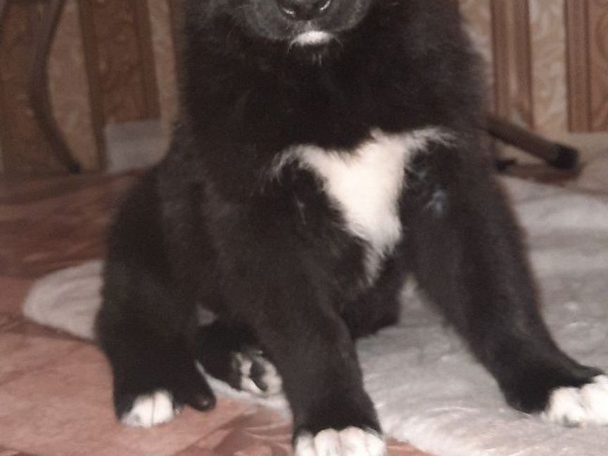 Собаки щенки немецкая овчарка