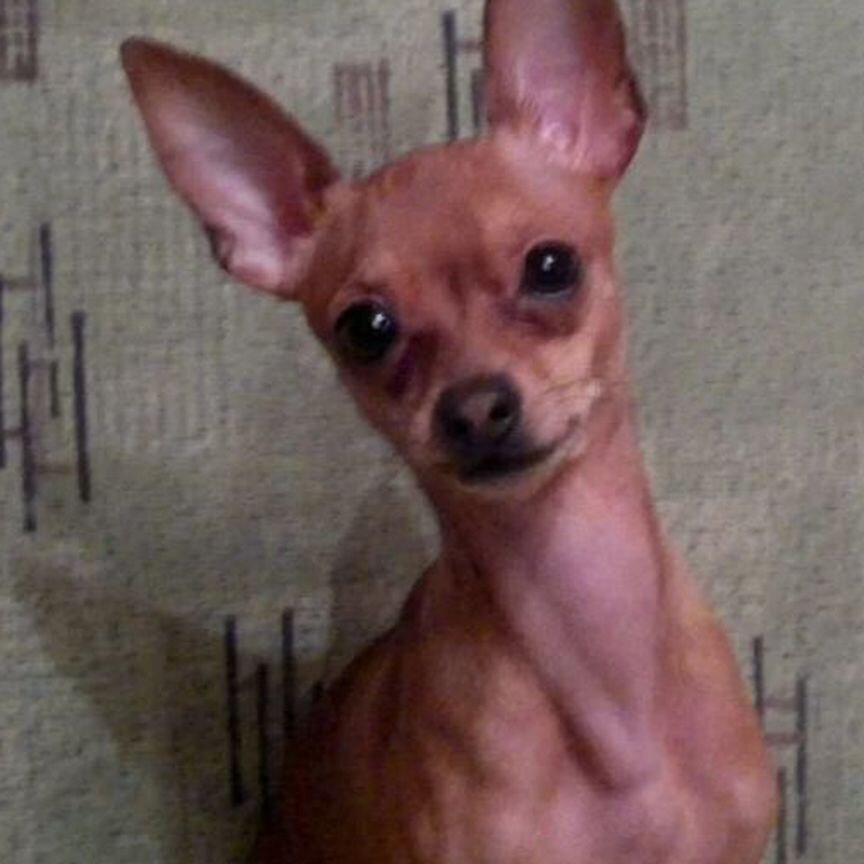 Русский той-терьер, взрослый пёс