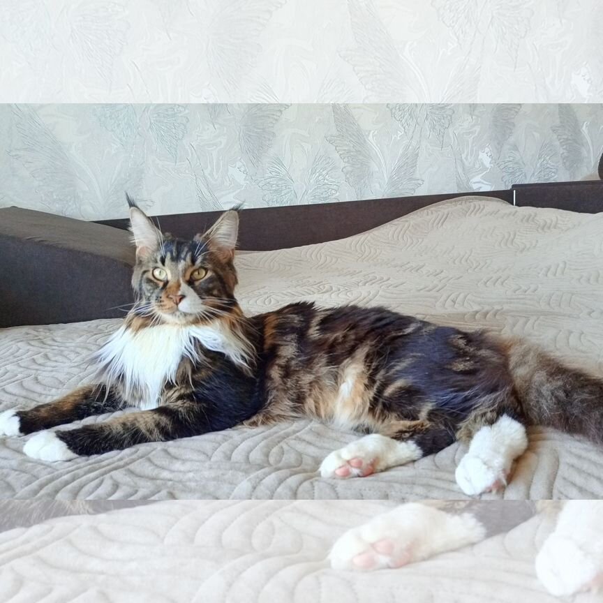 Мейн-кун, взрослый кот