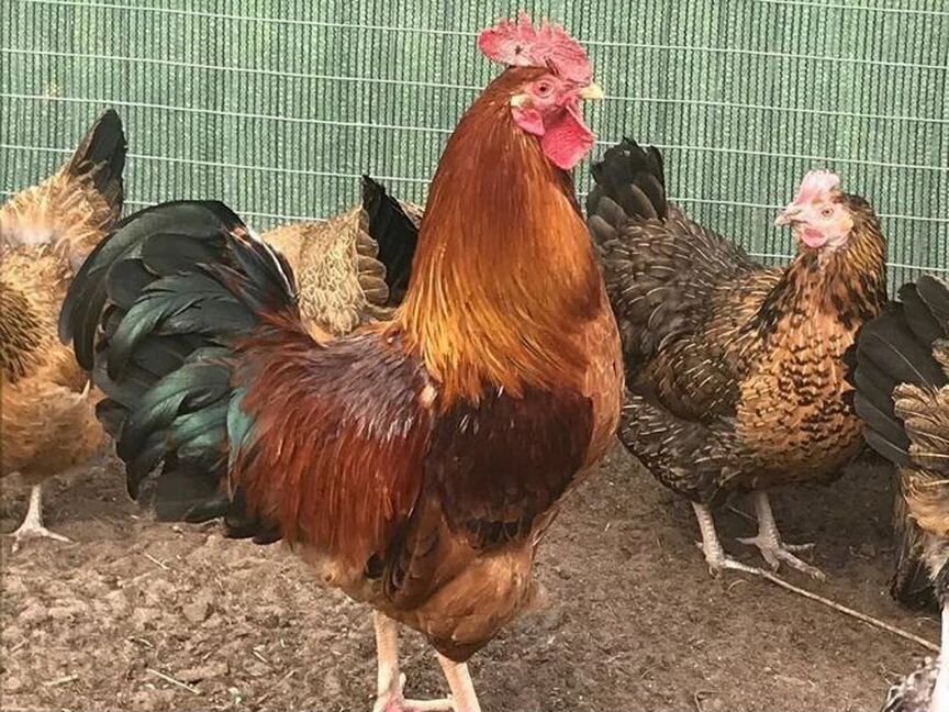Инкубационное яйцо продам