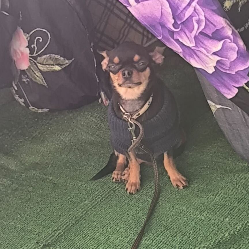 Микро девочка чихуахуа. Доставка