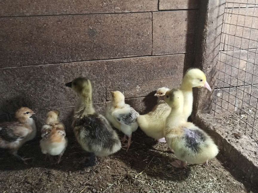Гусята, цыплята