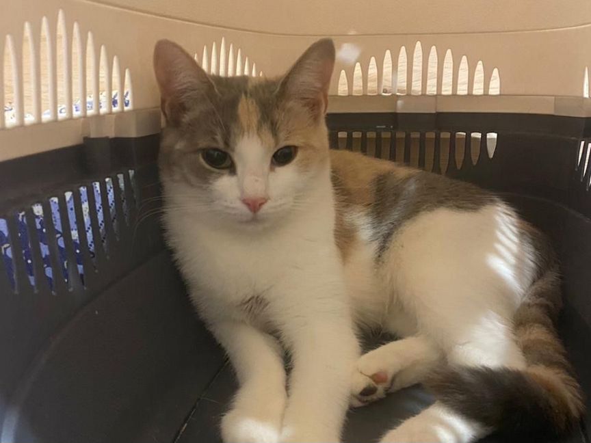 Котенок девочка подросток 7 мес ищет дом