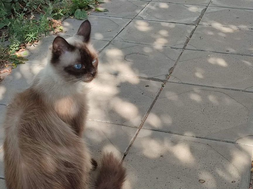 В добрые руки