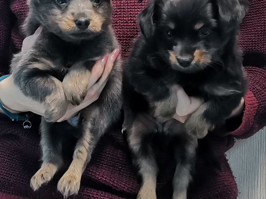 Щенки той-терьера