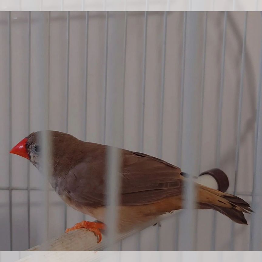 Зебровая амадина самка