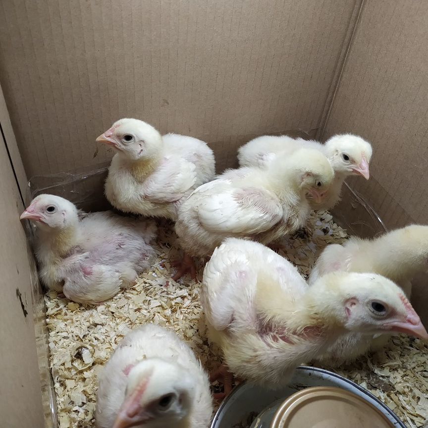 Цыплята бройлеры росс 308