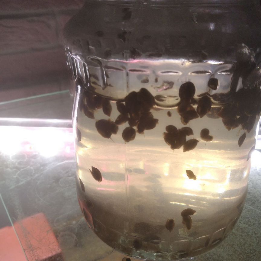 Улитки физы бесплатно