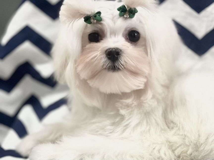 Изумительная девочка мальтезе