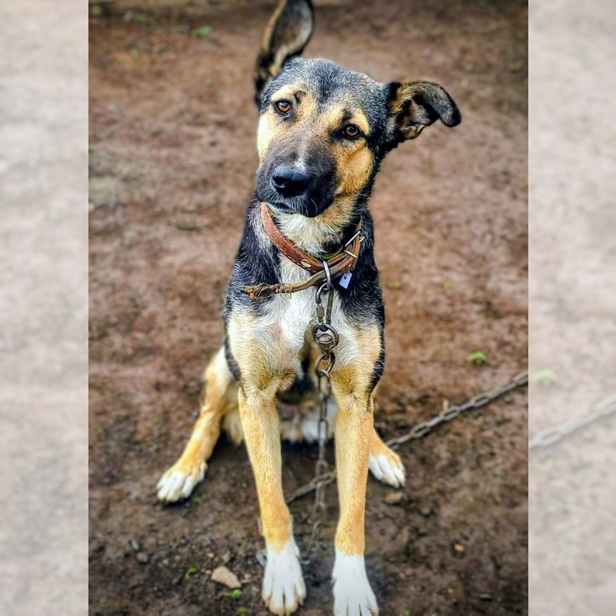 Щенок в добрые руки