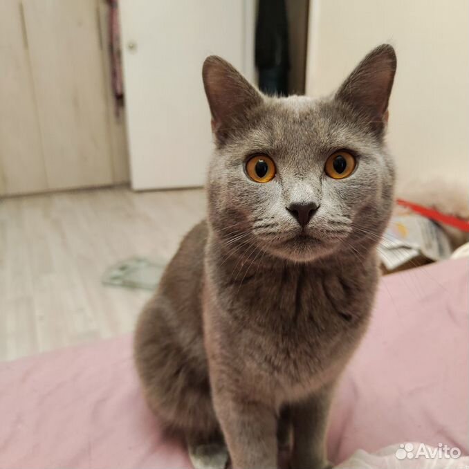 Кот, русская голубая, 1,3 г для вязки