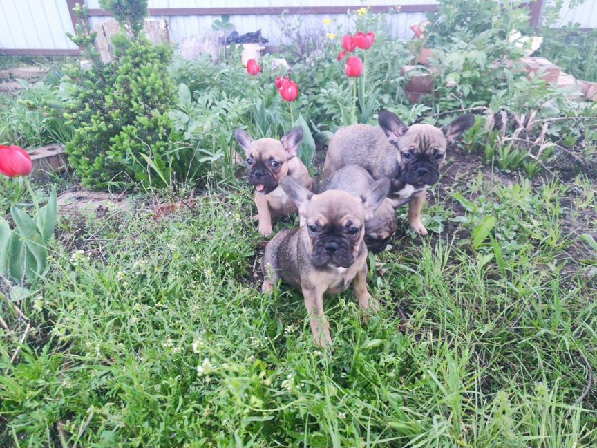 Французские пышки-малышки