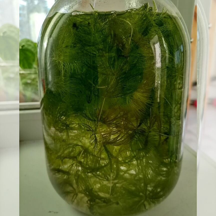 Растение для аквариума Роголистник