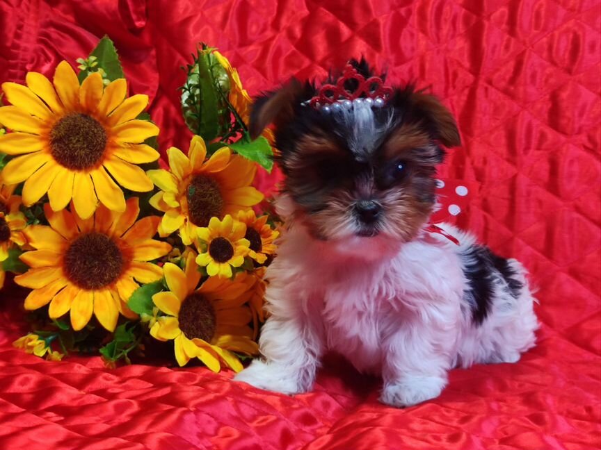 Бивер Йорк девочка мини