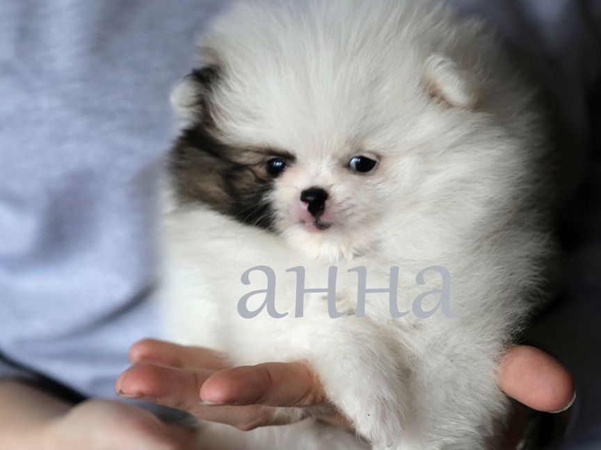 Девочка помераночка