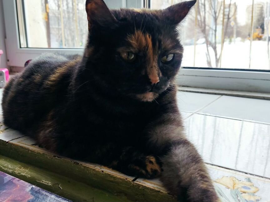 Кошечка в добрые руки