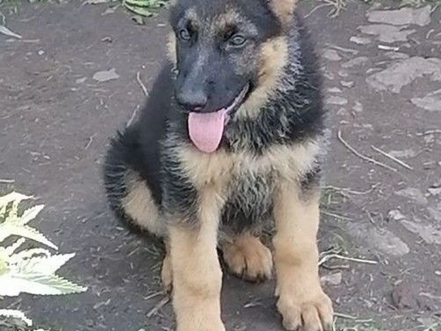 Щенок немецкой овчарки